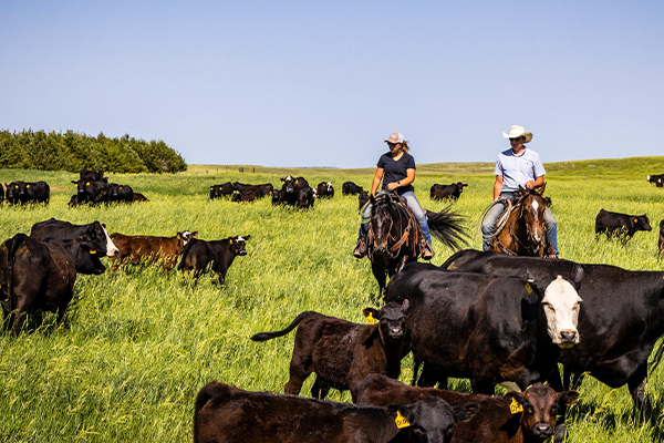 Tyson Foods Launches Climate-Smart Beef Program and Brazen™ Beef | Deli Market News