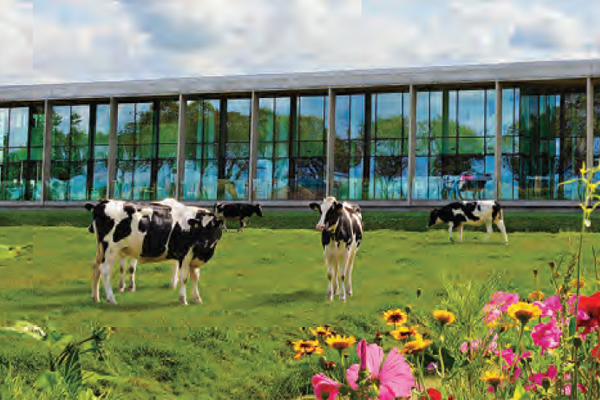 Beemster Achieves Industry Milestone | Deli Market News
