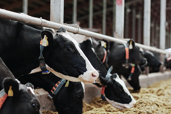 California Milk Advisory Board and VentureFuel Announce Open Innovation ...