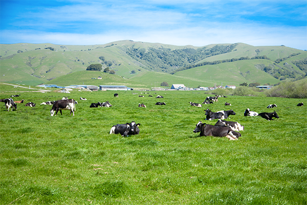 Nicasio Valley Cheese Co. Ramps Up for California Artisan Cheese ...