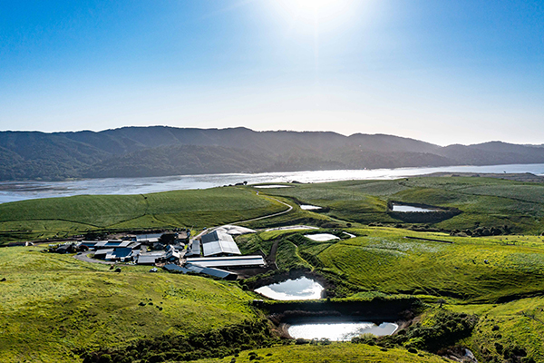 Point Reyes Farmstead Cheese Company's Anthony Tufano Discusses ...