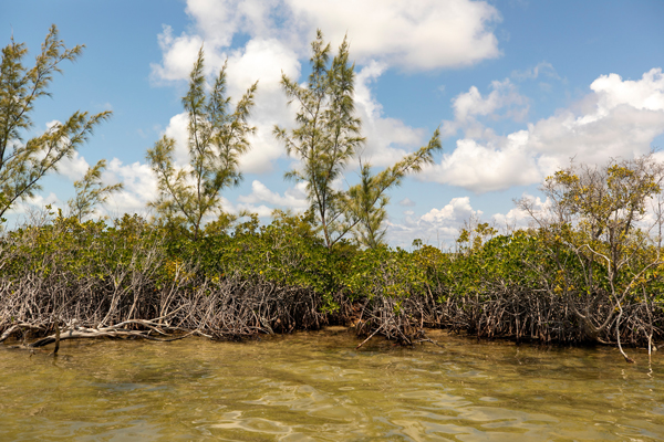 Publix Reaches Milestone in Florida Everglades Projects to Restore ...