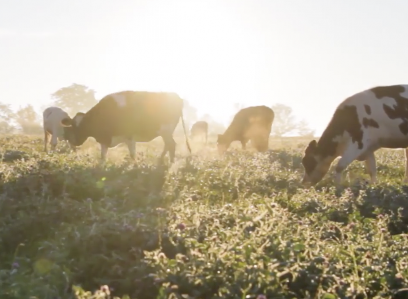 Two Organic Valley Farms Double Down on Local Restoration Projects ...