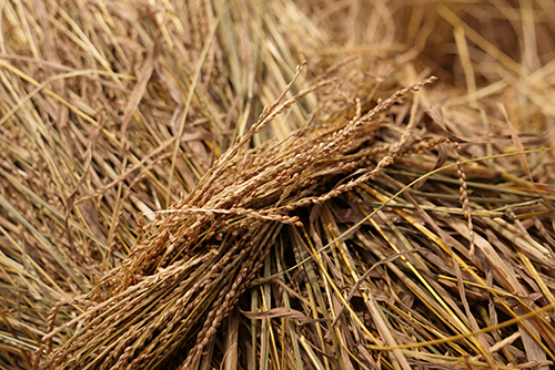 Yolélé’s Claire Alsup Discusses Spreading West African Culture With ...