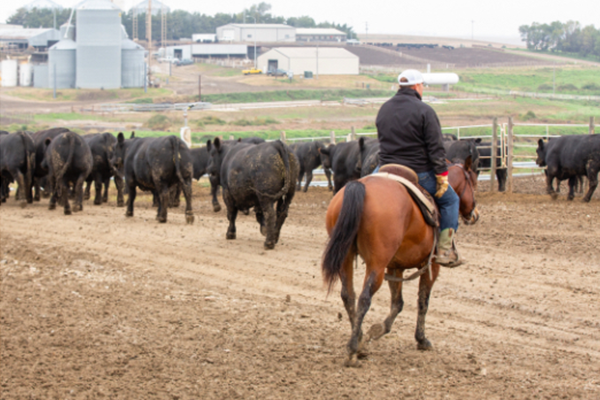Tyson Foods Verifies and Scales Sustainable Cattle Production Practices ...