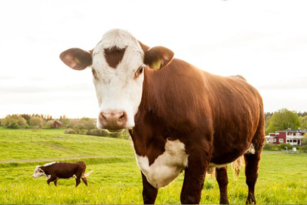 Tyson Foods Kicks Off Five Domains Model for Animal Welfare Assessment ...